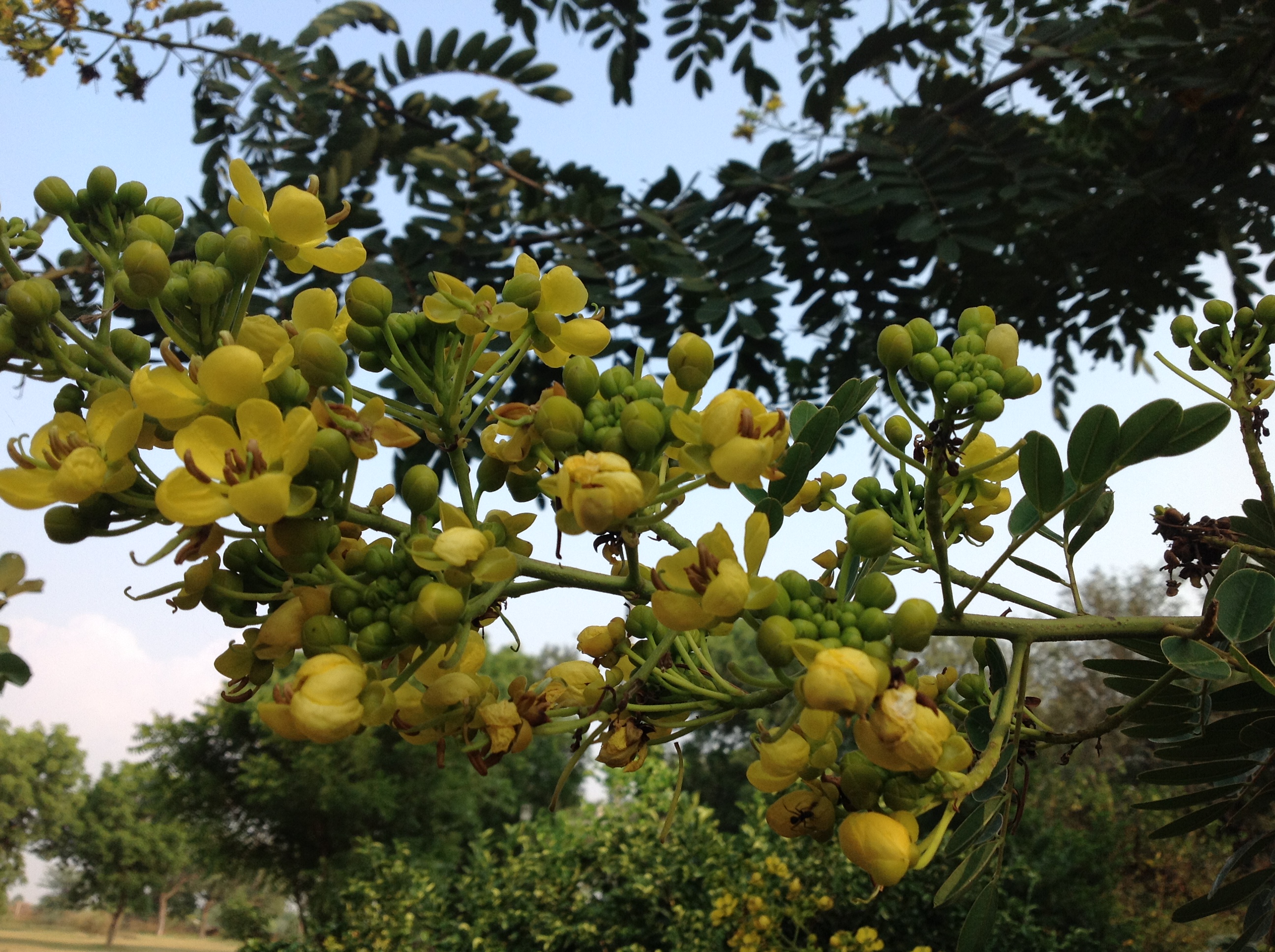 Khejri room epitomises sustainable best boutique hotel